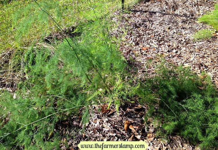 Asparagus, the Garden Wonder ~ | The Farmer's Lamp