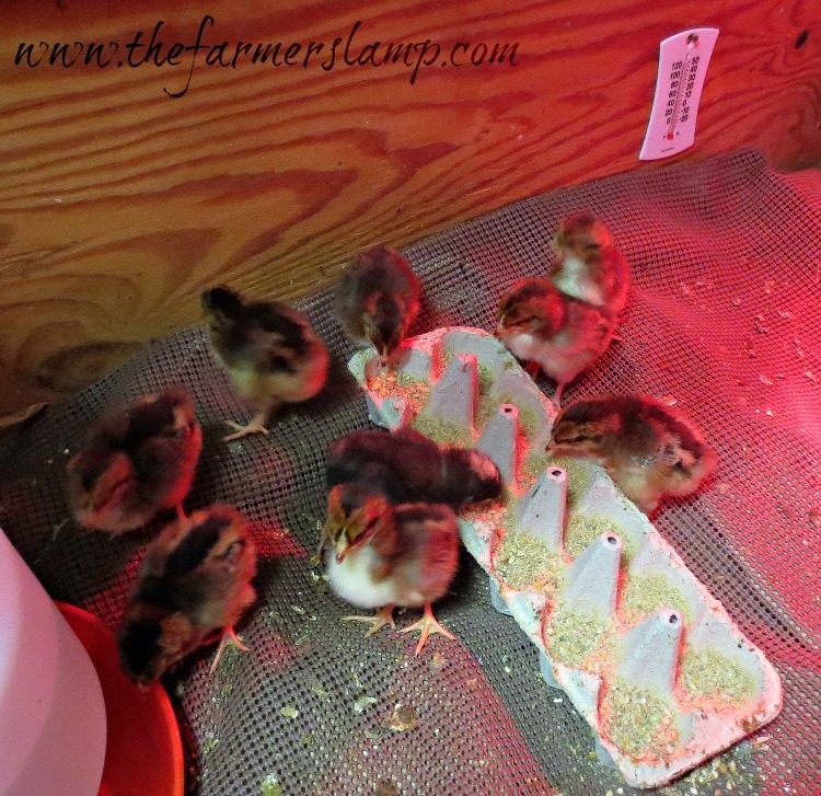 How To Successfully Brood Mail Order Chicks The Farmer s Lamp