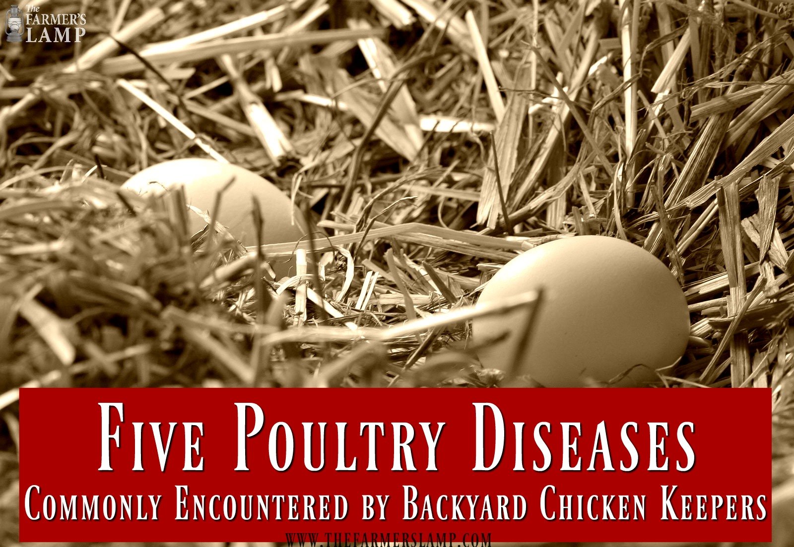 Five Poultry Diseases Commonly Encountered by Backyard Chicken Keepers ...