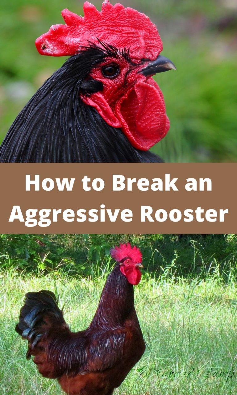 How To Stop An Aggressive Rooster | The Farmer's Lamp