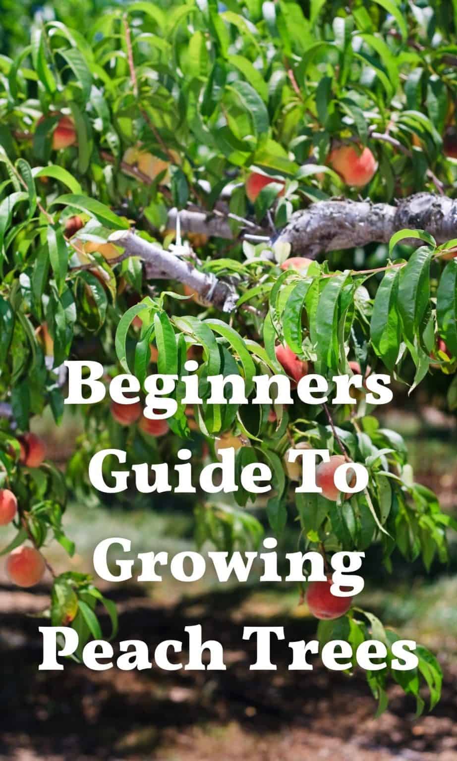 Beginner's Guide To Growing Peach Trees