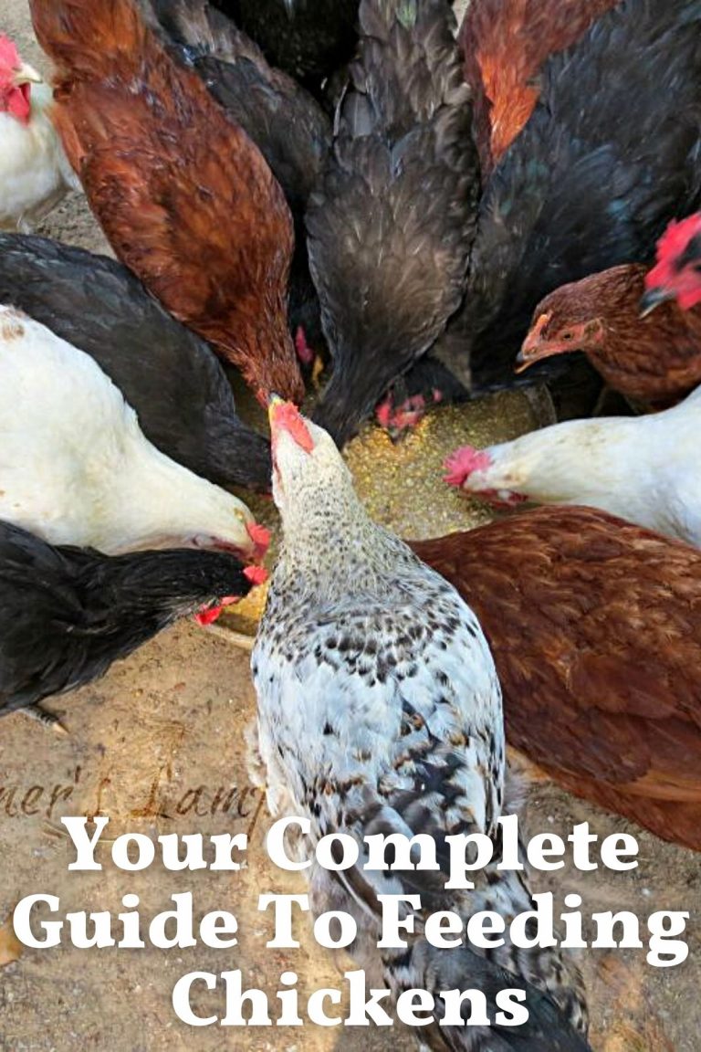 Your Complete Guide To Feeding Chickens | The Farmers Lamp