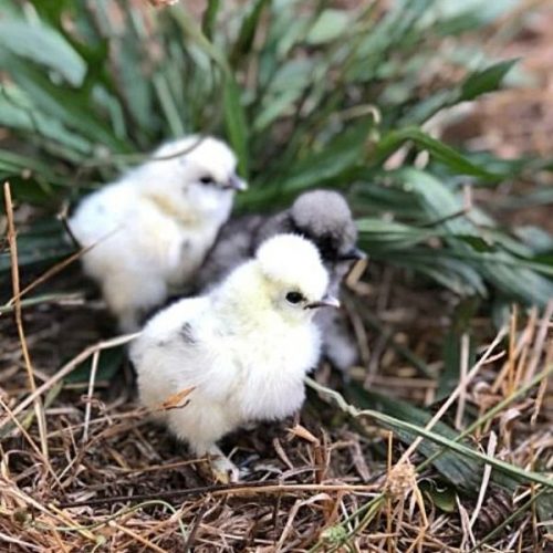 Silkie Chicken Breed: Complete Guide To These Calm Birds
