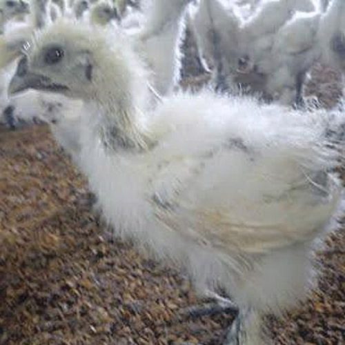 The Ac Chicken (Ga Ac) Breed: What You Want To Know