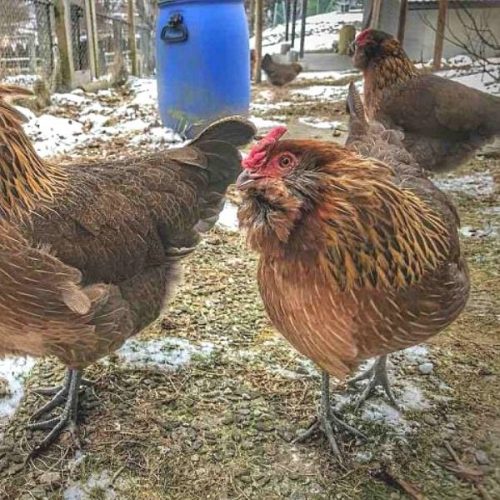The Appenzeller Chicken Breed: Everything You Want To Know