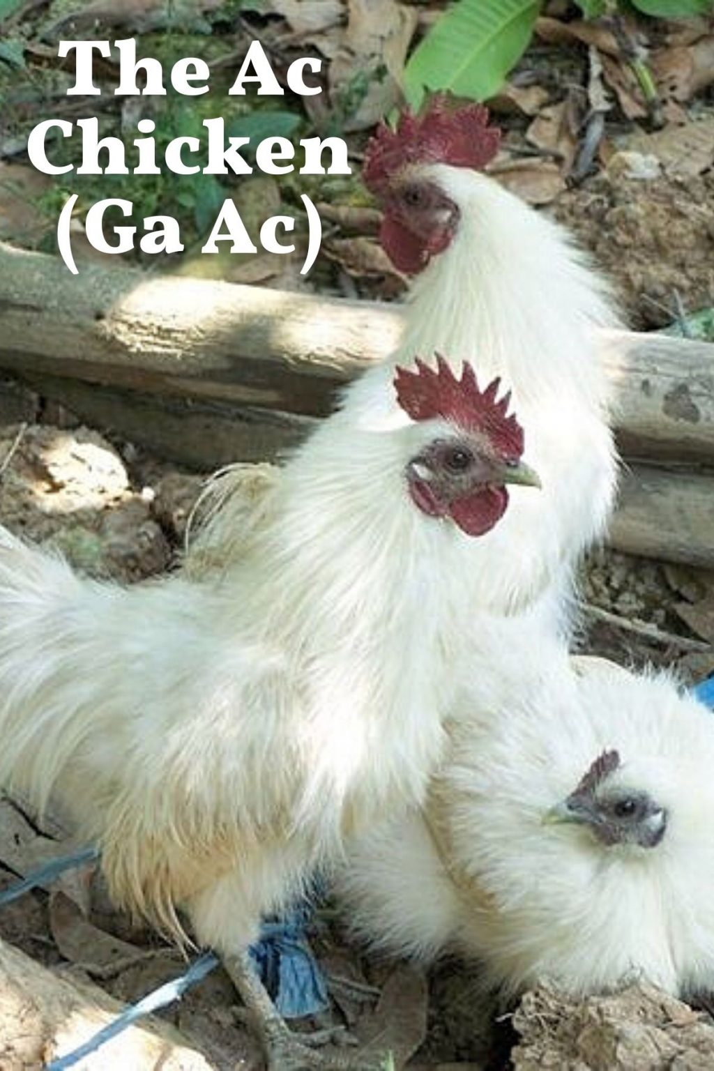 The Ac Chicken (Ga Ac) Breed: What You Want To Know