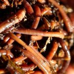 Alabama Jumper Worms For The Garden And Vermicomposting