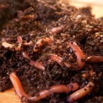 Alabama Jumper Worms For The Garden And Vermicomposting