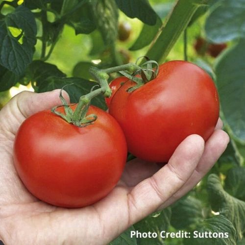 Guide To The Heirloom Alicante Tomato