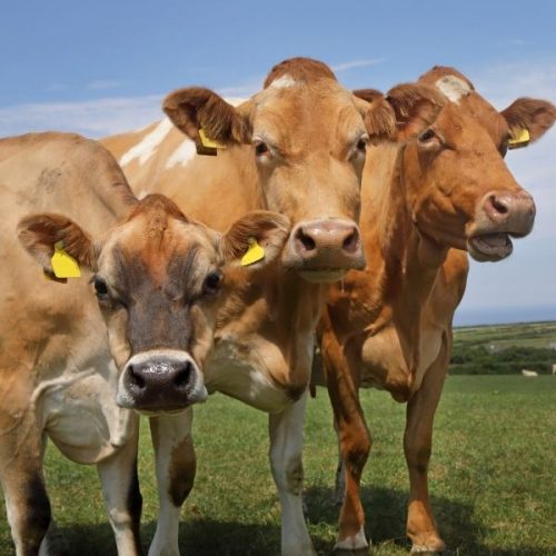 A2A2 Milk: What Is It? And The Best A2 Cows For The Homestead