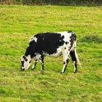 A2A2 Milk: What Is It? And The Best A2 Cows For The Homestead