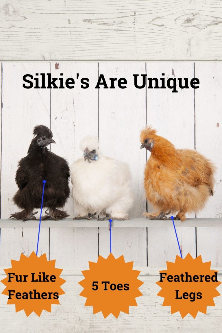 Silkie Chicken Breed: Complete Guide To These Calm Birds