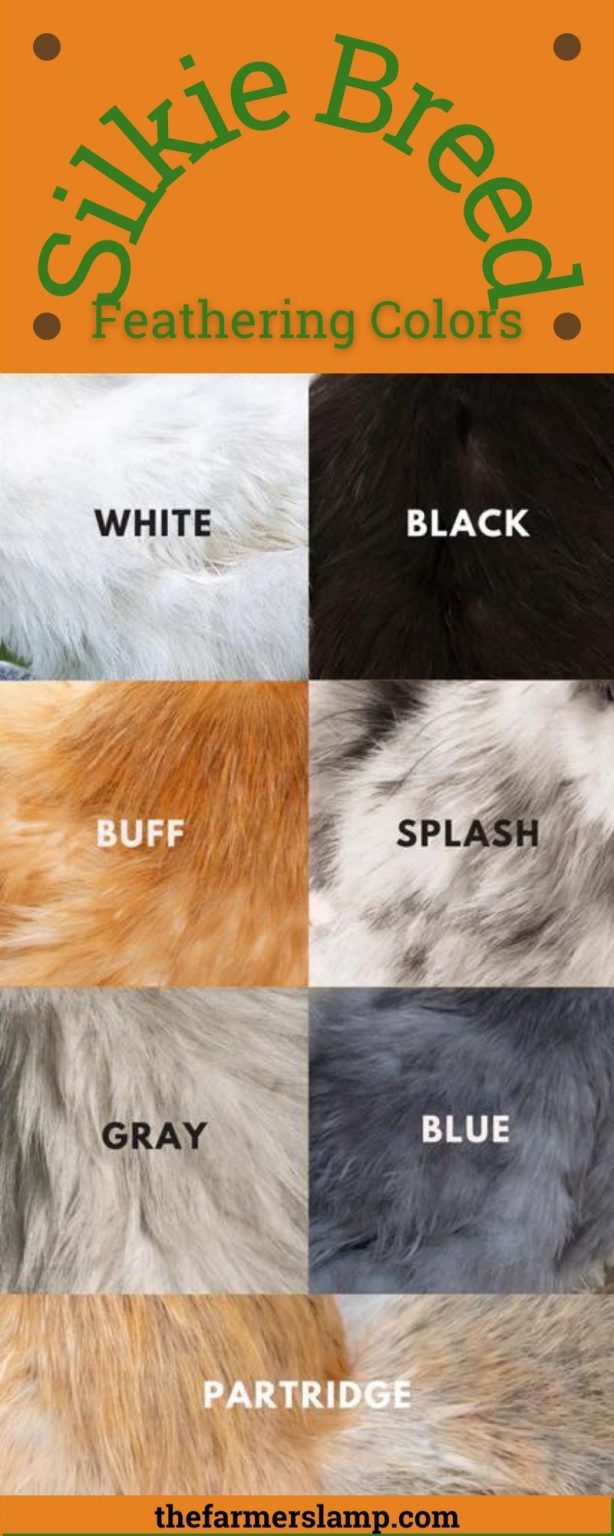 Silkie Chicken Breed: Complete Guide To These Calm Birds