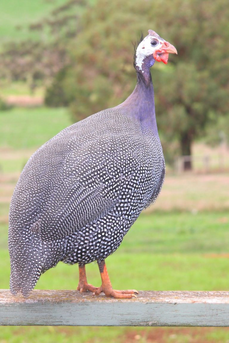Guinea Fowl: What To Know Before Adding Them To Your Flock