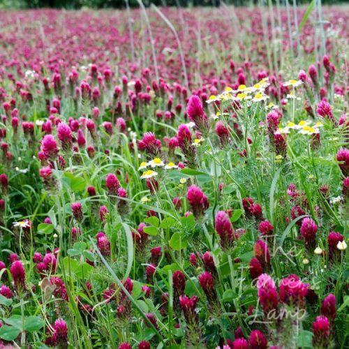 2 Main Cover Crops For The Garden And Why You Should Plant Them