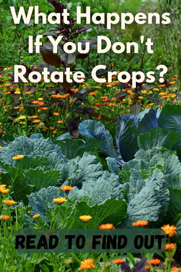 4 Consequences Of Poor Crop Rotation