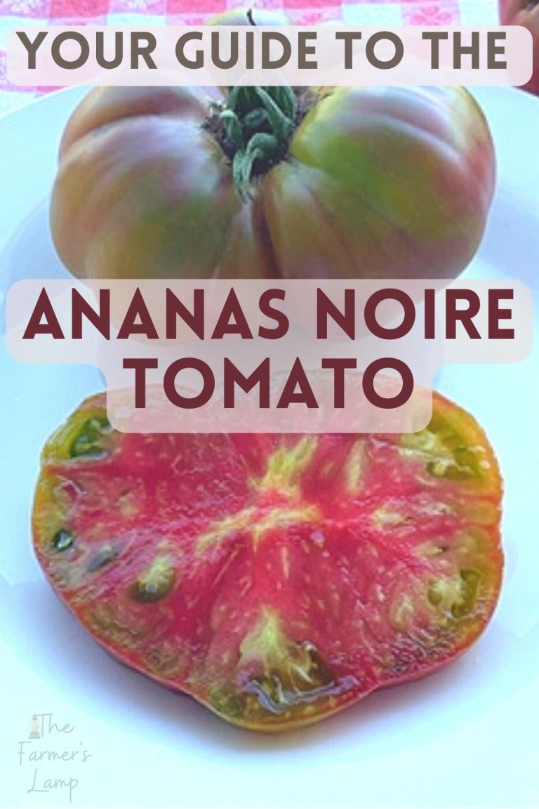 Your Guide To The Ananas Noire Tomato | The Farmer's Lamp