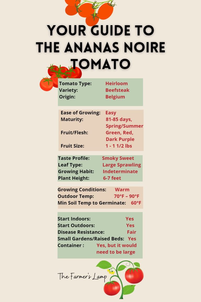 Your Guide To The Ananas Noire Tomato | The Farmer's Lamp