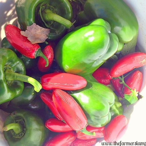 Growing Bell Pepper Plants 101 The Farmer's Lamp