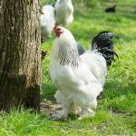 Brahma Chicken Breed: Your Essential Guide