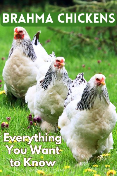 Brahma Chicken Breed: Your Essential Guide