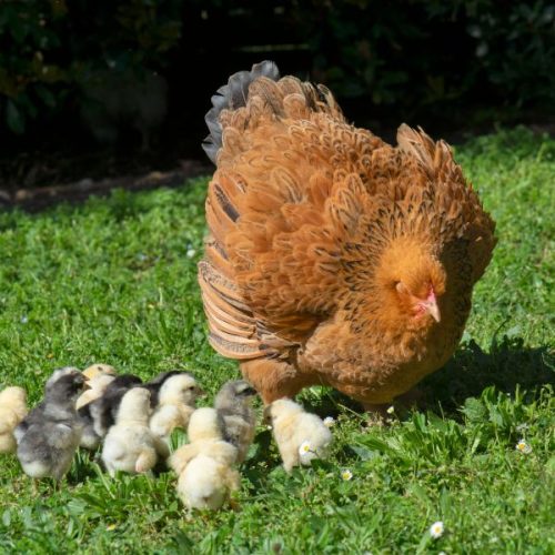 Brahma Chicken Breed: Your Essential Guide
