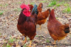 Best Backyard Heritage Chicken Breeds