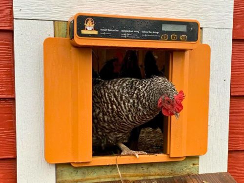 CHICKCOZY AUTOMATIC CHICKEN COOP DOOR REVIEW