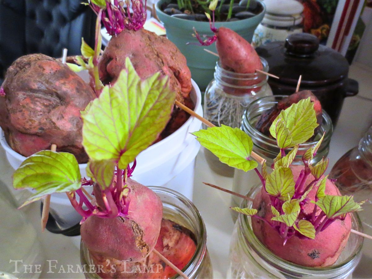 How To Grow Sweet Potato Slips: A Step-by-Step Guide To Starting ...