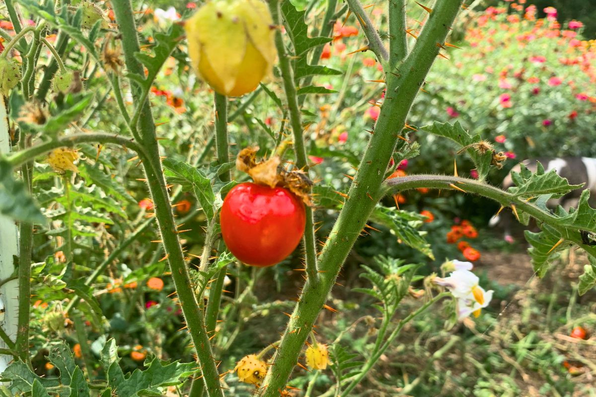 Your Guide To The Unique Litchi Tomato