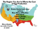 The True Cost Of Egg Production On A Homestead