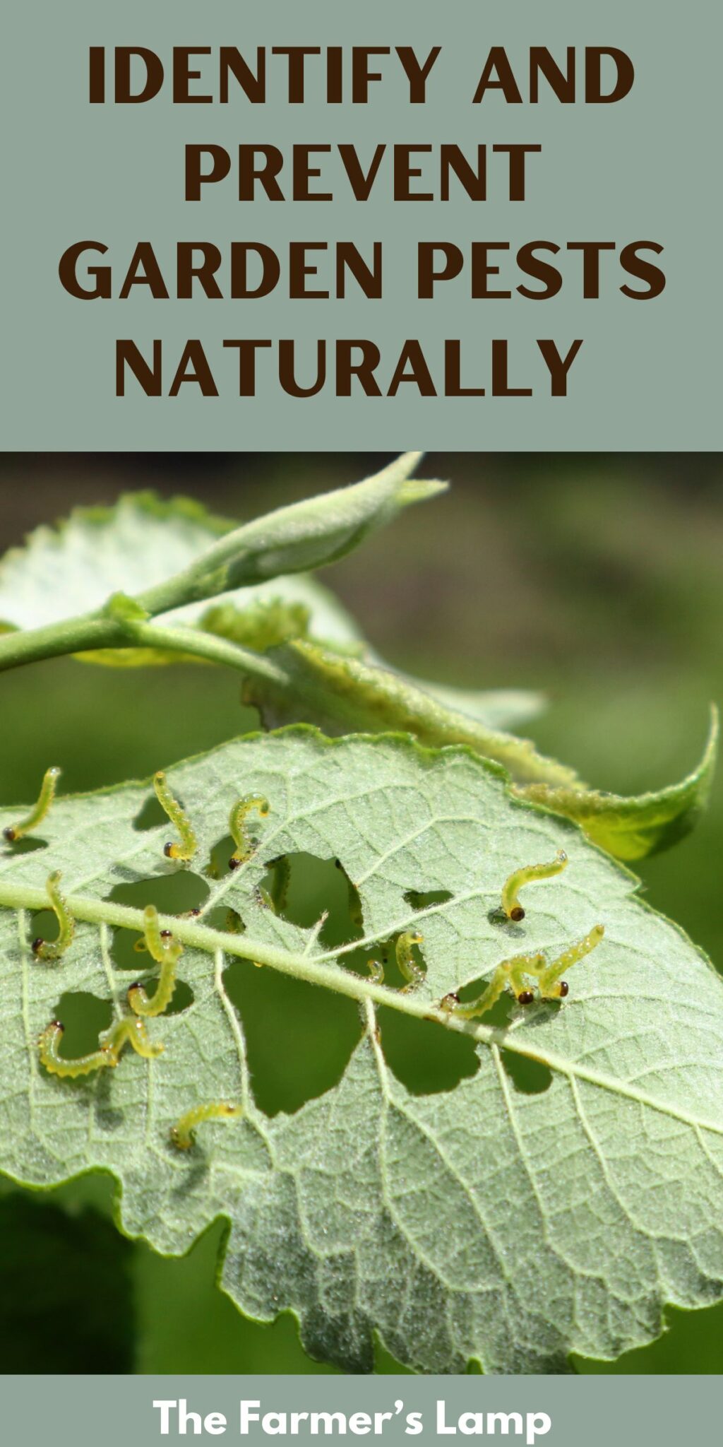 Garden Pests: How To Identify, Manage, And Prevent Them Naturally