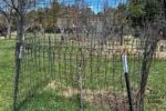 How To Start An Orchard: Tips For Planning, Planting, And Profit