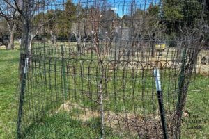 How To Start An Orchard: Tips For Planning, Planting, And Profit