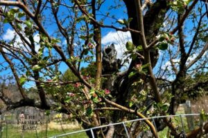 How To Start An Orchard: Tips For Planning, Planting, And Profit