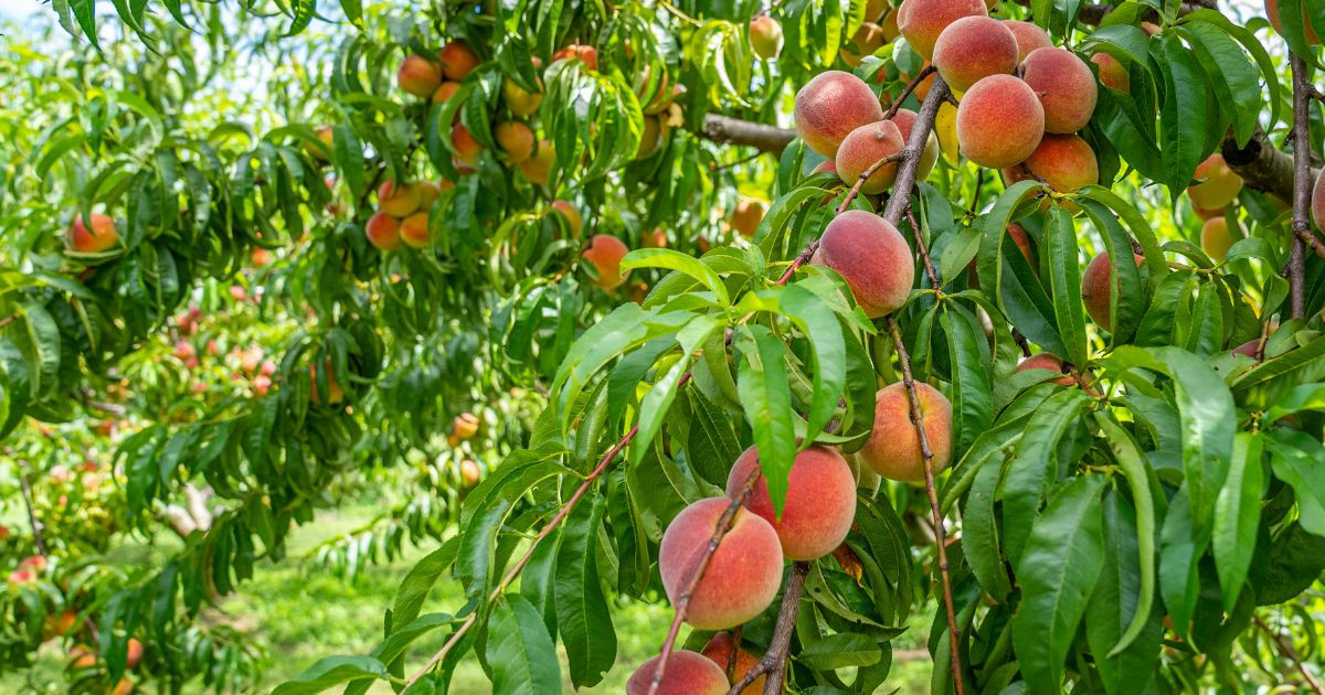 How To Care For Fruit Trees - From Seedling To Harvest