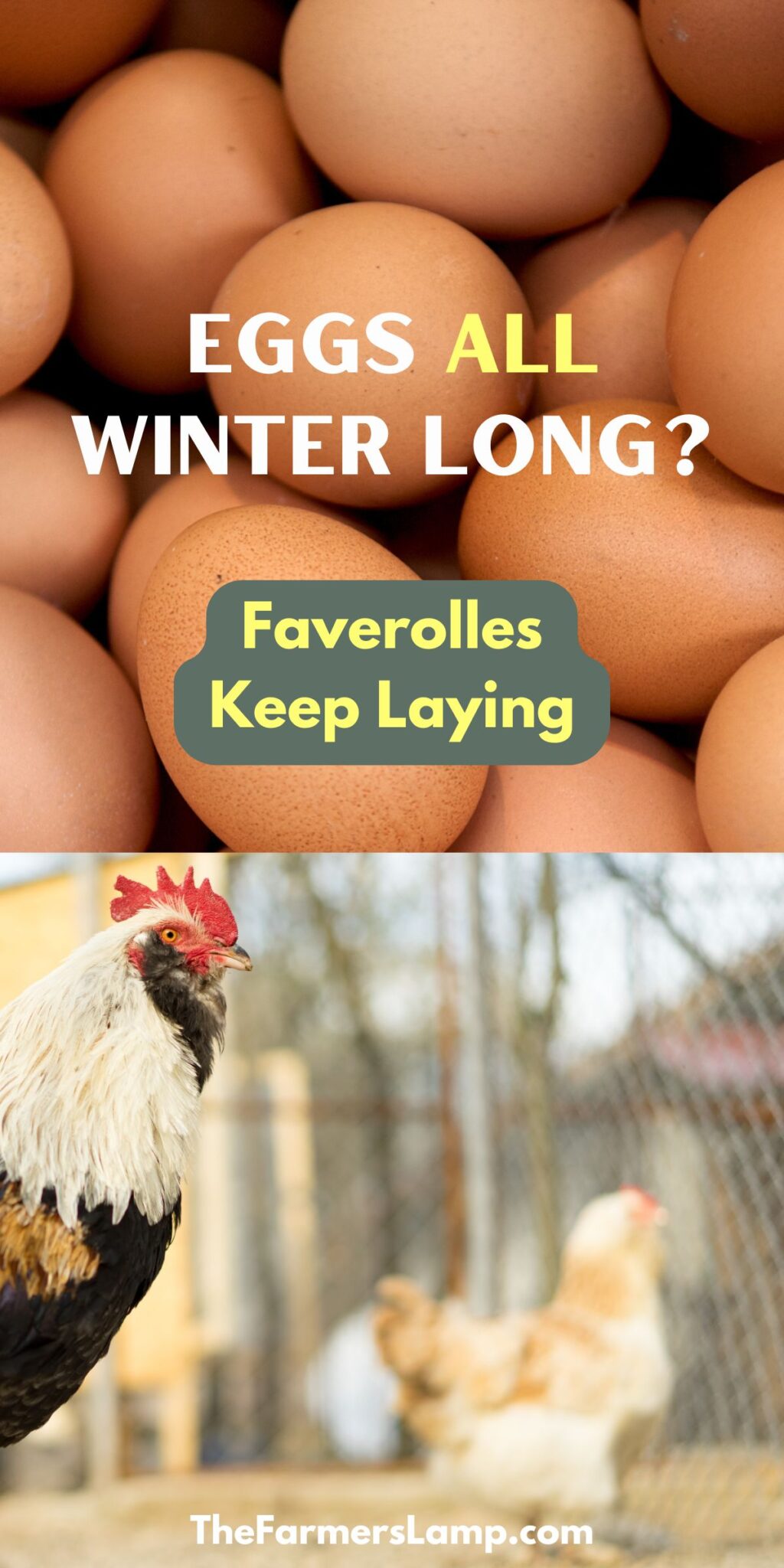 Faverolles Chicken Breed: Your Essential Guide