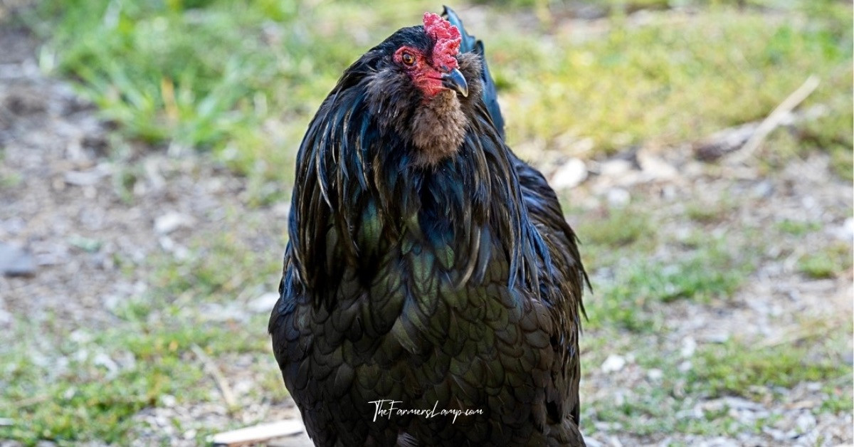 Chicken Dust Bath Recipe For Clean And Healthy, Happy Hens