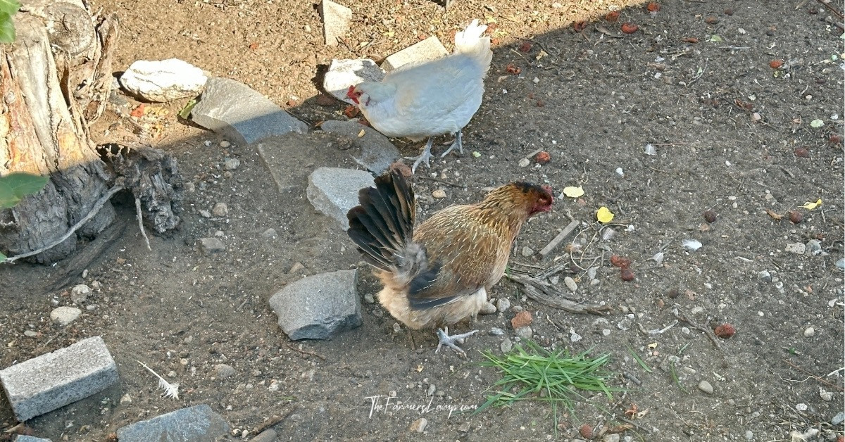 Chicken Dust Bath Recipe For Clean And Healthy, Happy Hens