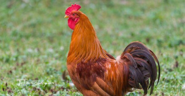 Rhode Island Red Chickens: Hardy, Friendly, Reliable